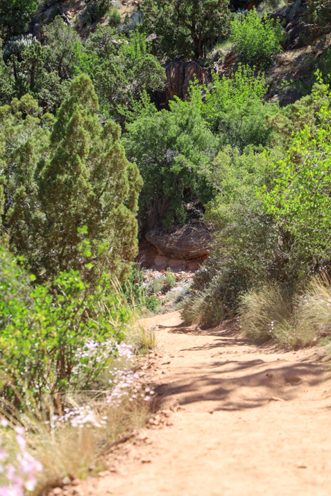 Watchman Trail - Zion National Park - Hike St George
