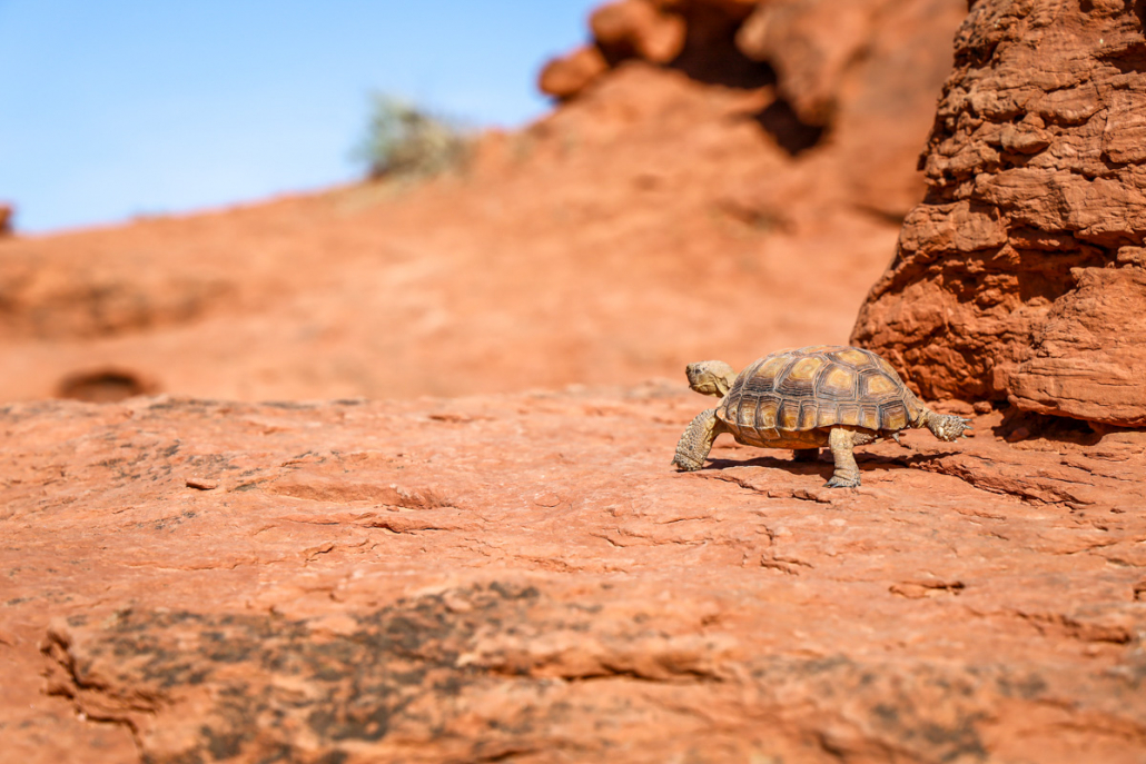 Southern Utah Desert Tortoise - Hike St George